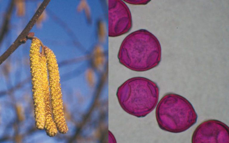 Le Pollen - Rang Group Editions